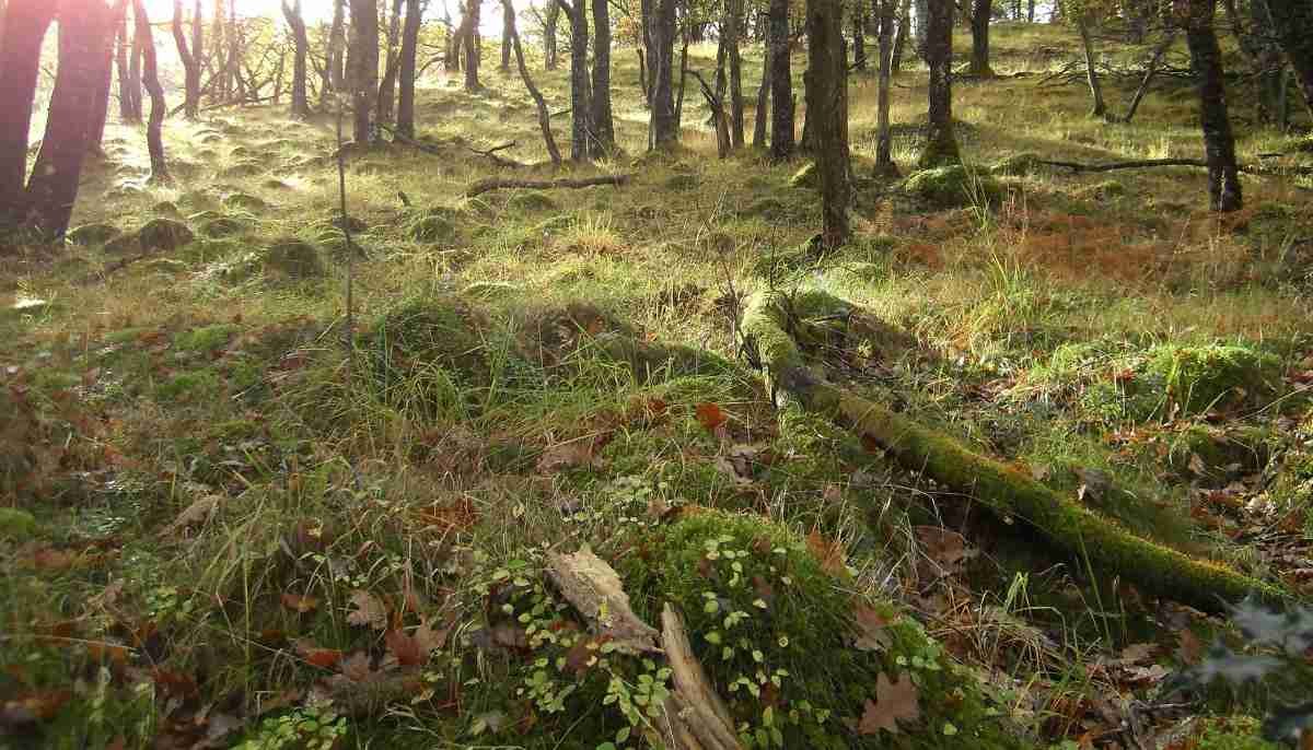 Adverse Possession of Unregistered Land in the UK