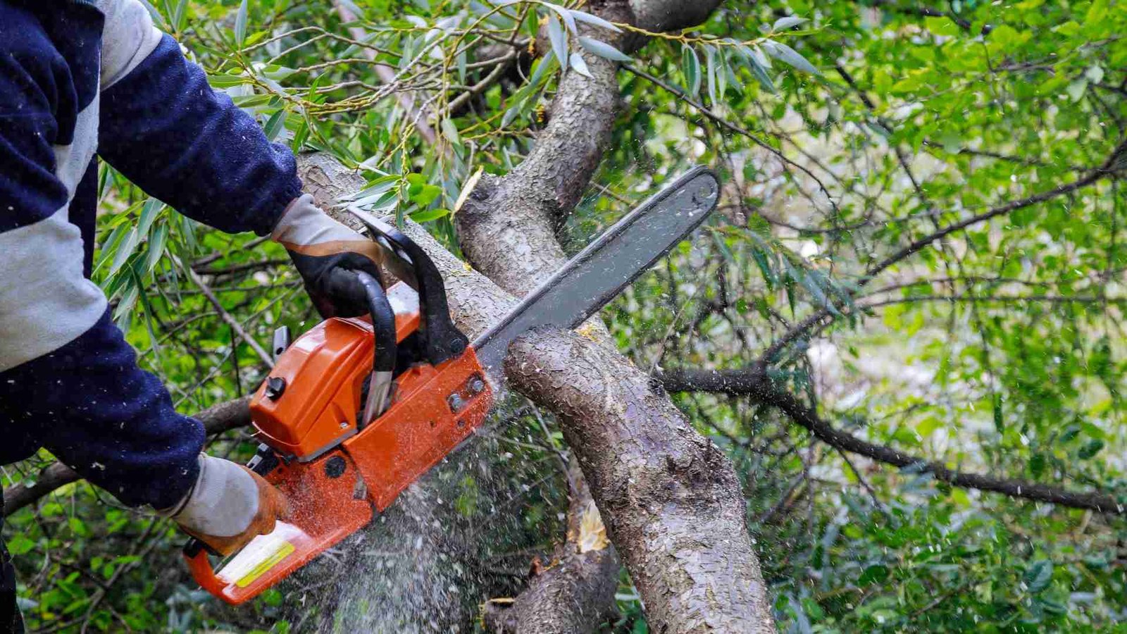 Can I Cut Back Council Trees Overhanging My Property