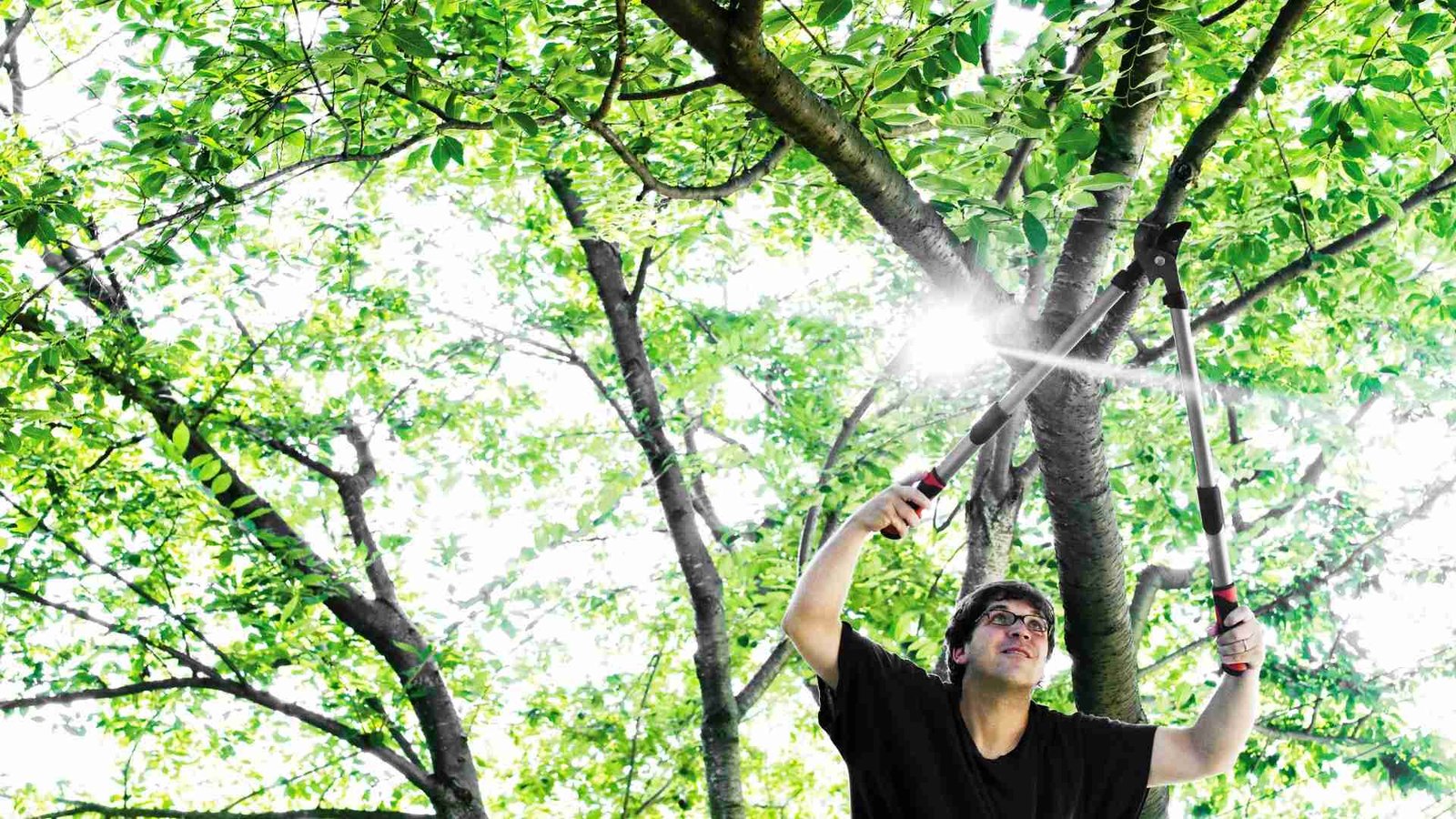 Can My Neighbour Cut My Tree Without Asking? UK Guide