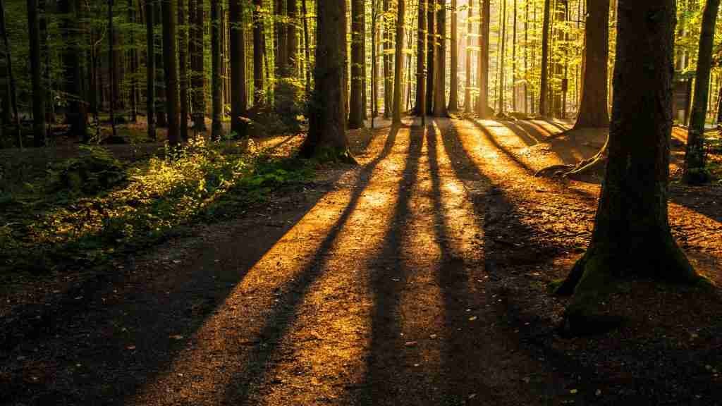 Secluded Off-Grid Cabins For Sale in The UK