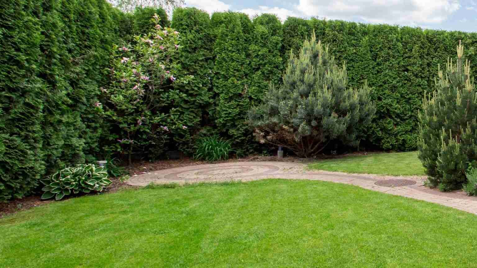 Law on Conifer Tree Height in the UK: What You Need to Know